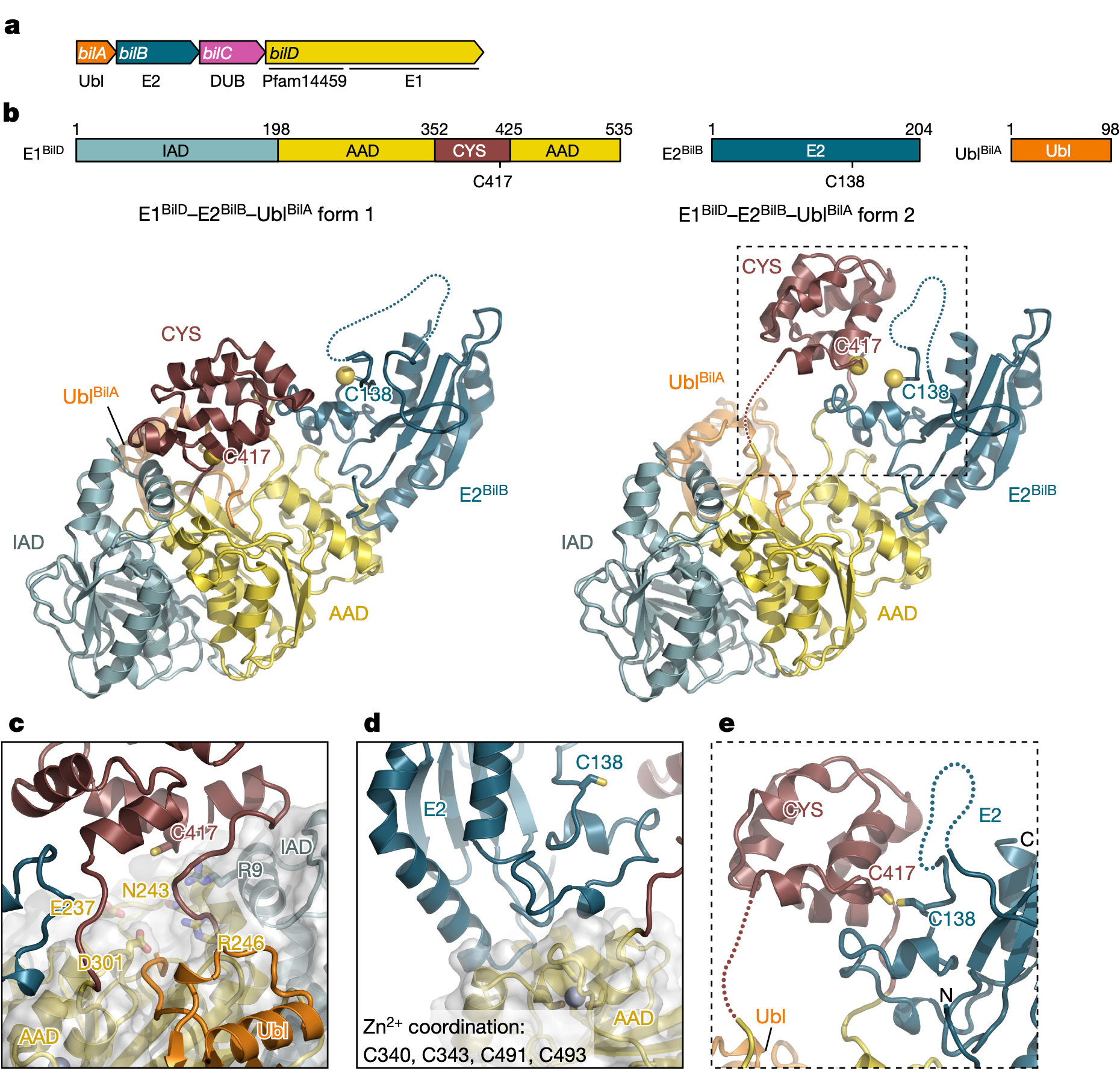 A eukaryotic-like ubiquitination system in bacterial antiviral defence | The Aaron Whiteley Lab ...